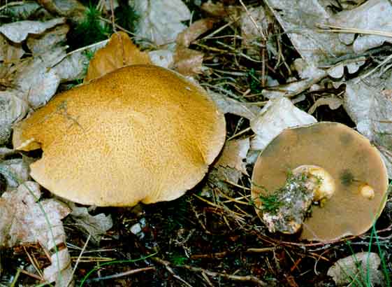 suillus_variegatus