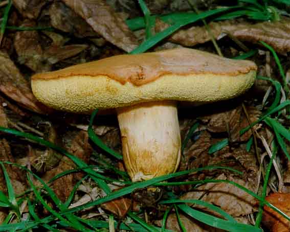 xerocomus_subtomentosus